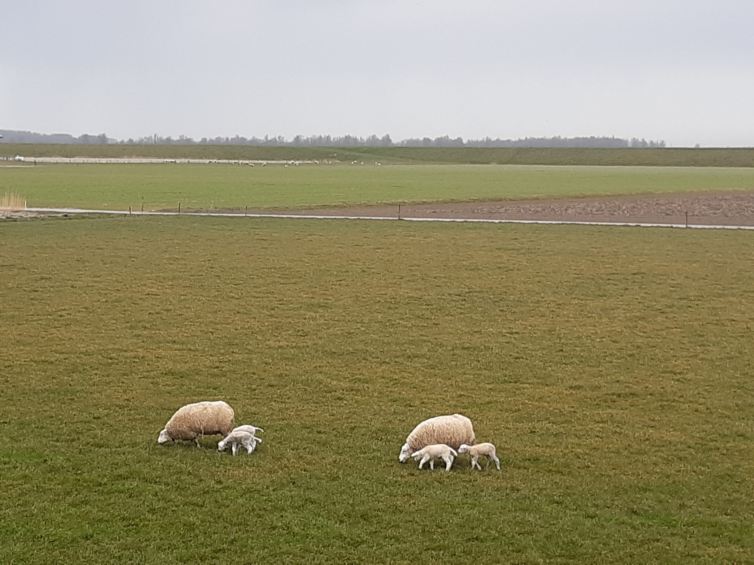 Rotkreupel - Dierenartsenpraktijk Kollum - Buitenpost